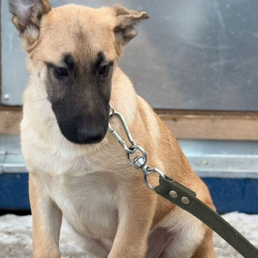 Щенок в добрые руки