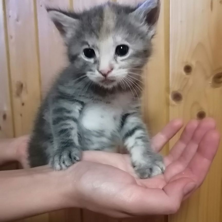 Домашние котята в добрые руки