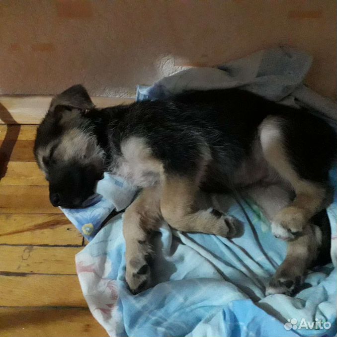 Собака в добрые руки щенок мальчик овчарка