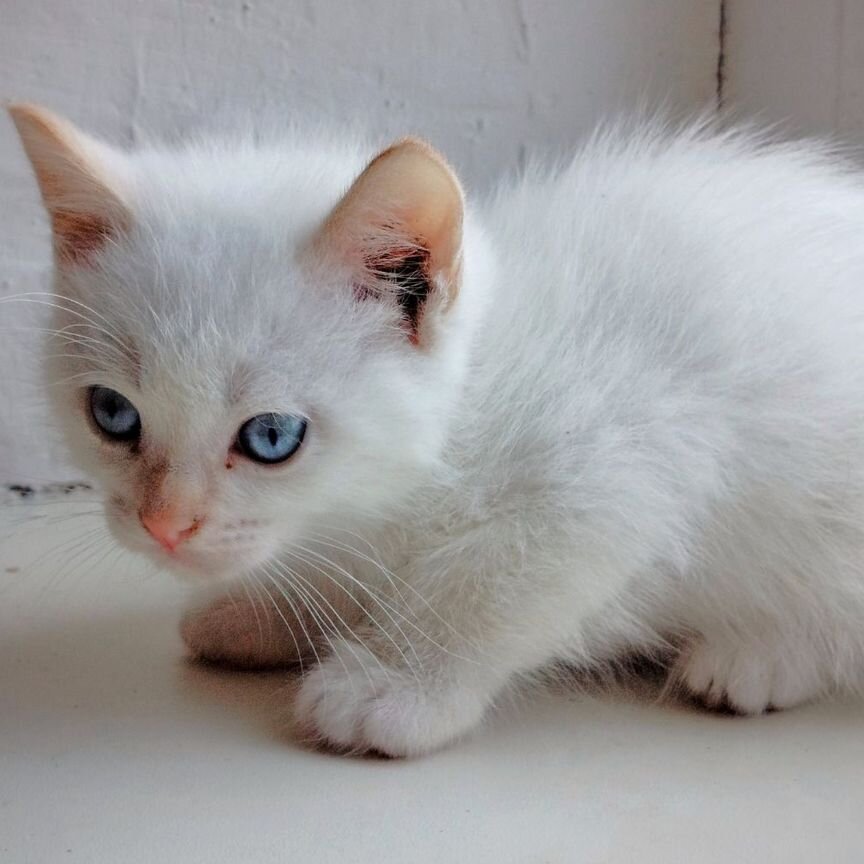 Котята