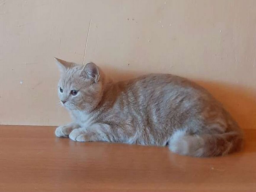 Британские котята