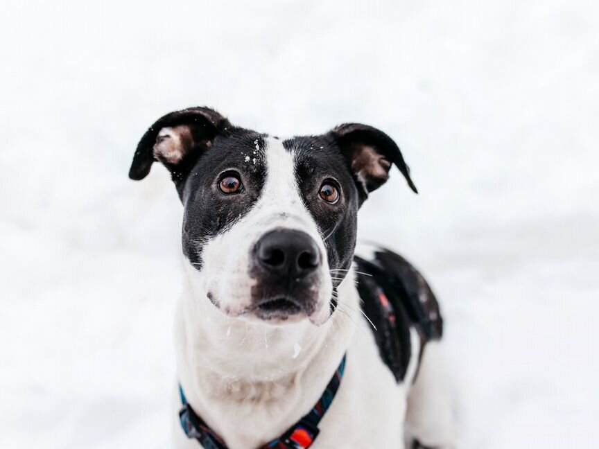 Собака бесплатно в добрые руки