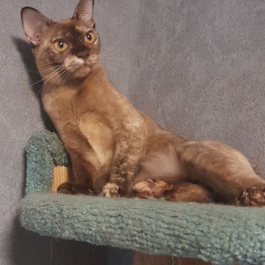 Клубная кошка с документами