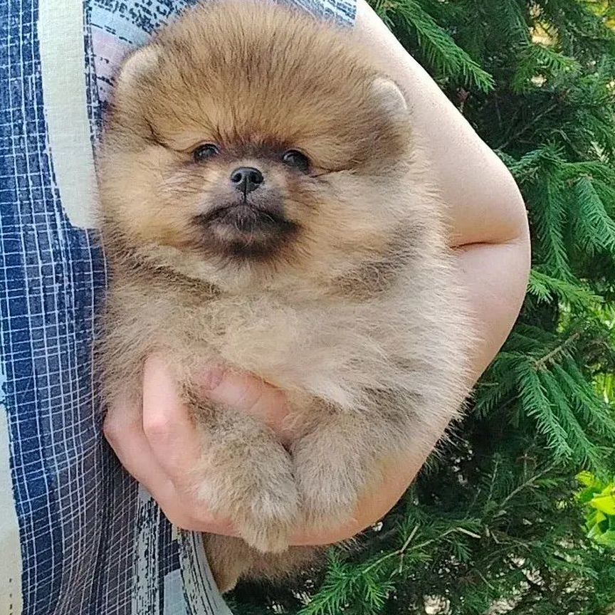 Померанский шпиц, щенок