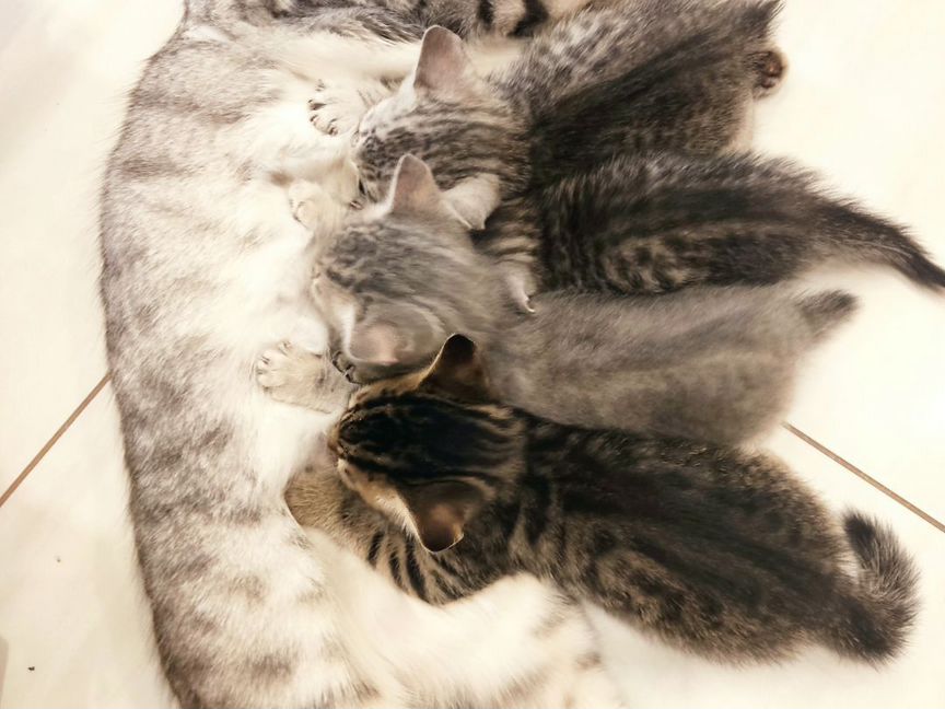 Котята в добрые руки бесплатно