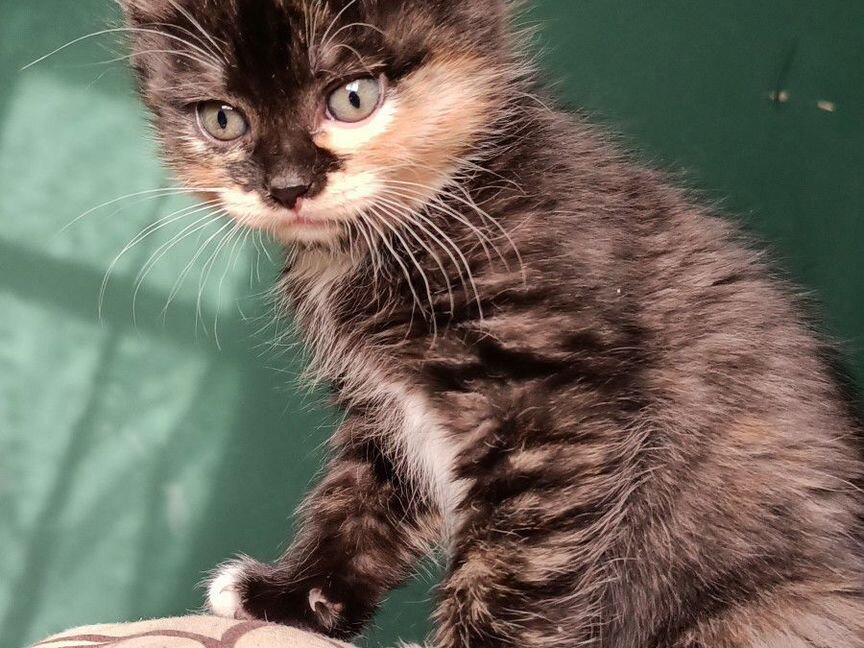 Кошка (котёнок)