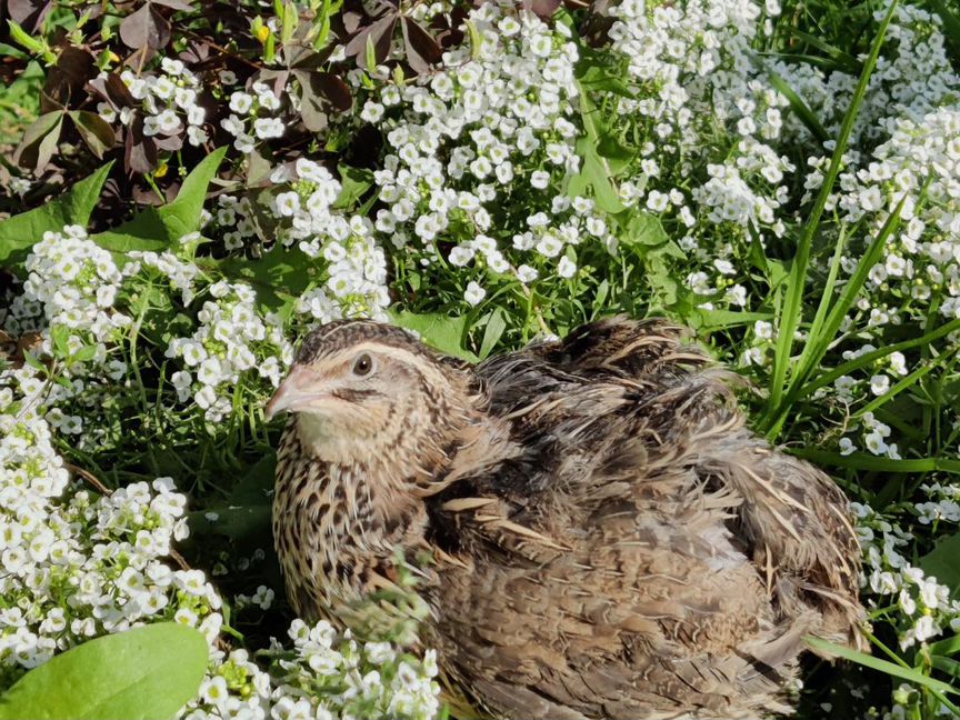 Продажа молодых перепелов несушек