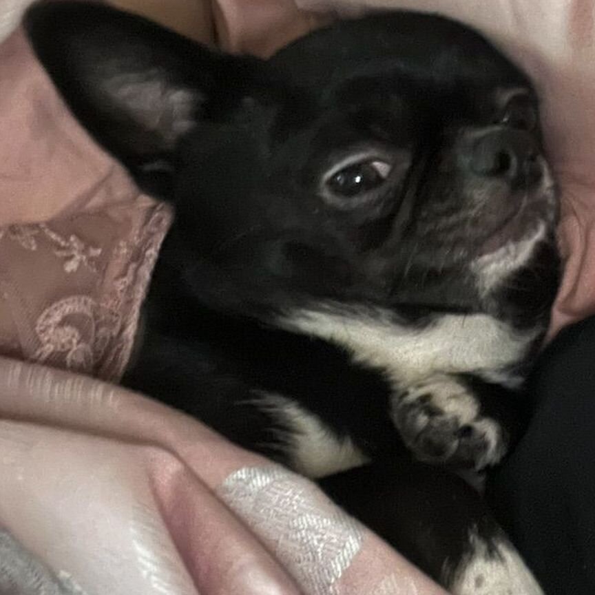 Чихуахуа, взрослый пёс