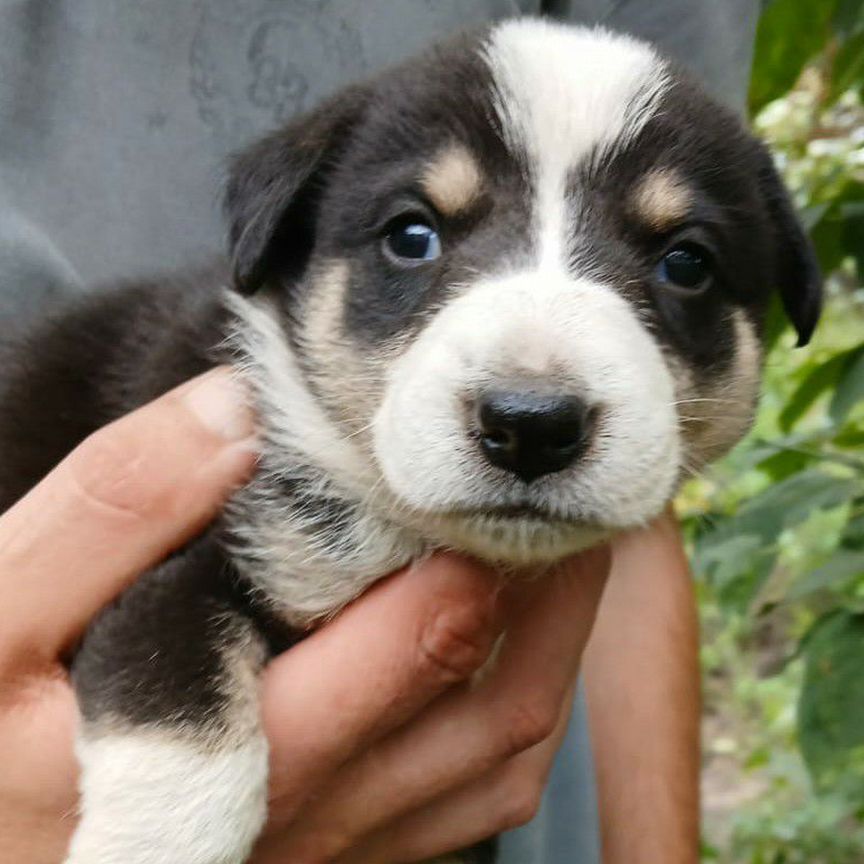 Щенок мальчик Бим