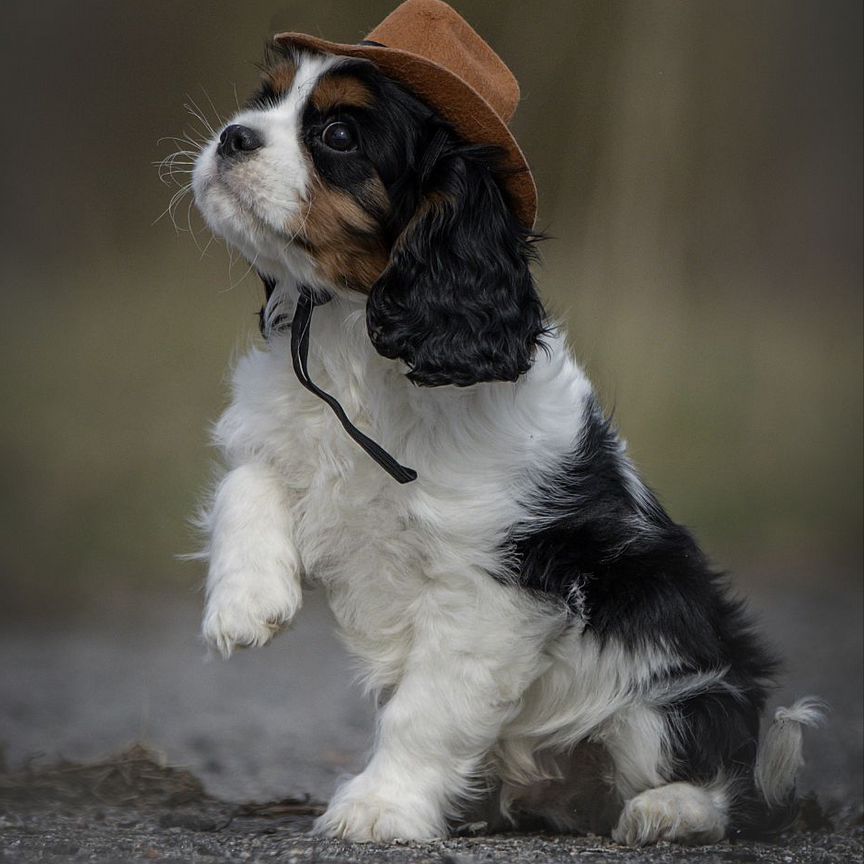 Кавалер кинг-чарльз-спаниель, щенок