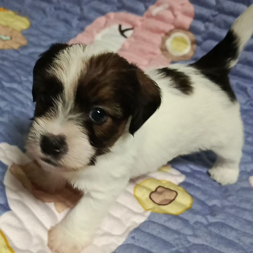 Мальчики джек рассел