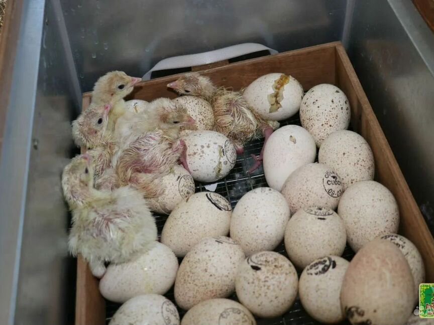 Индюшата суточные Хайбрид конвектор и Биг 6