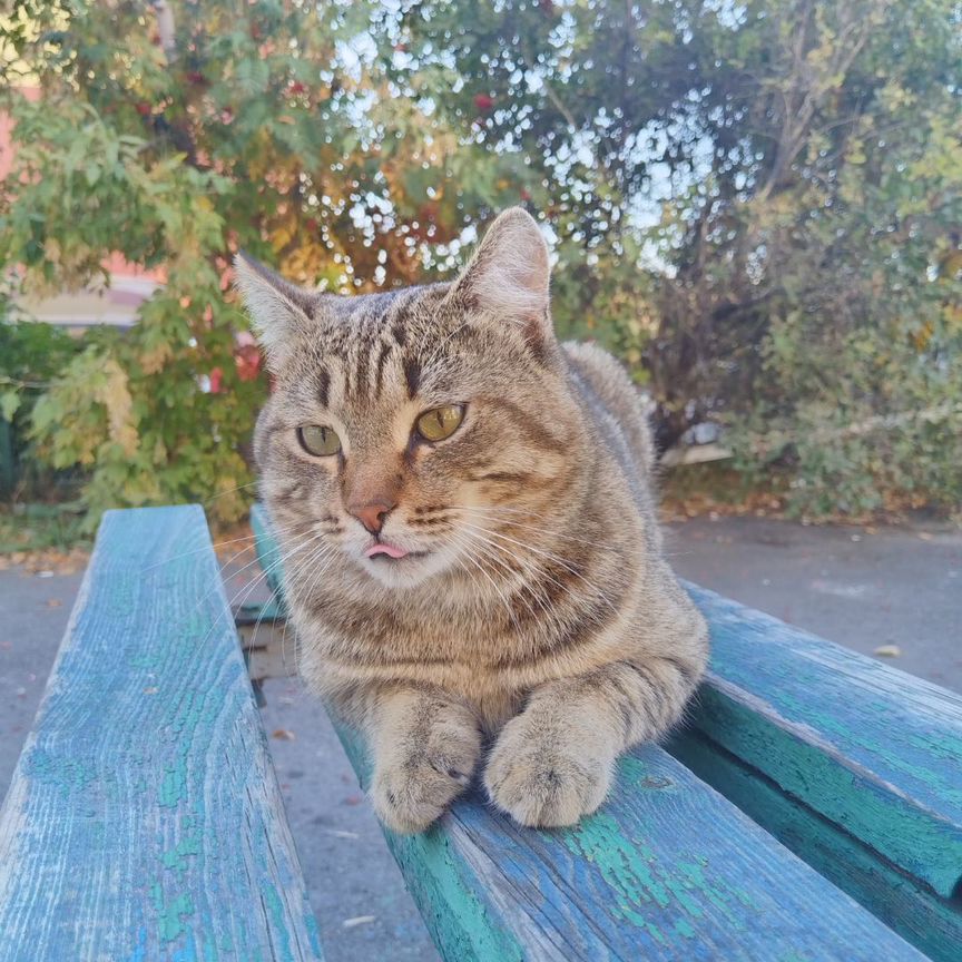 Помогите котику найти дом