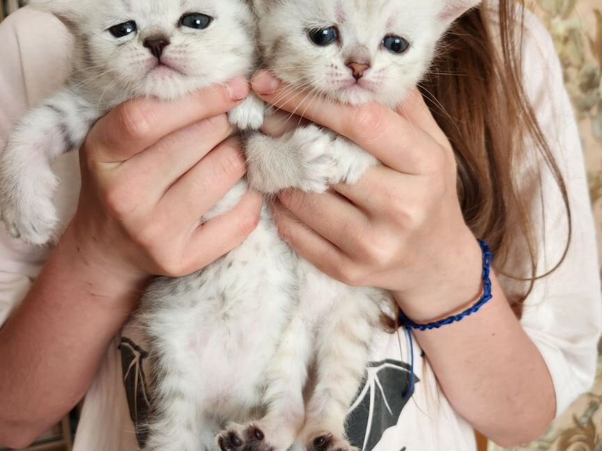 Шотландские котята