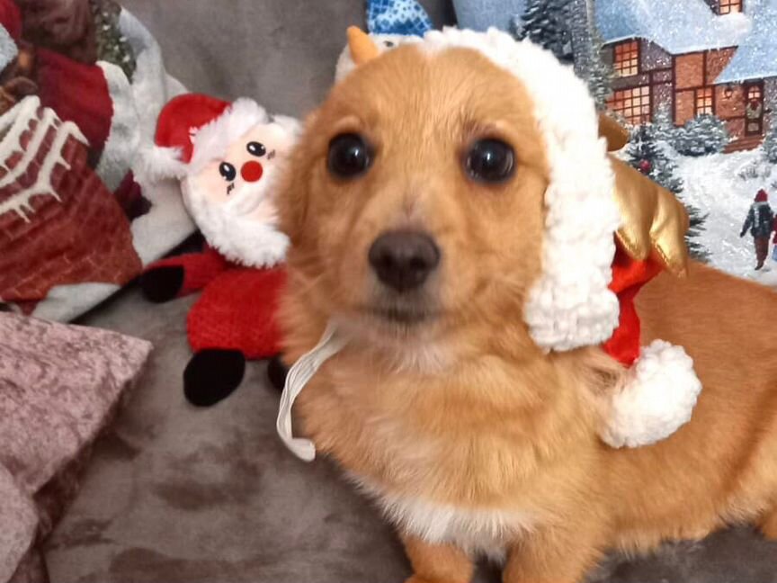 Маленькая собака в добрые руки бесплатно