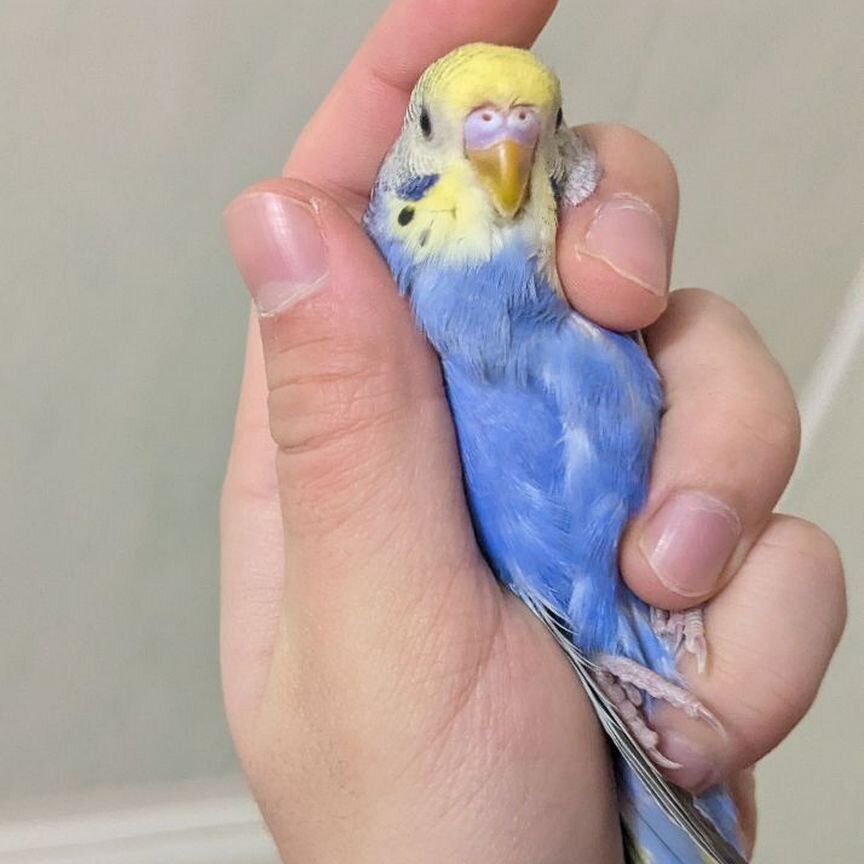 Волнистый попугай с клеткой