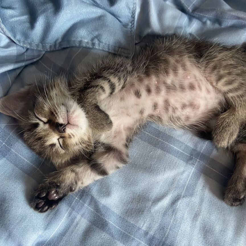 Котята мышеловы
