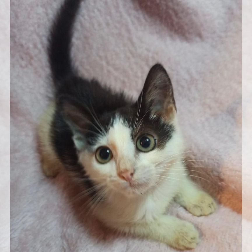 Котенок Лина