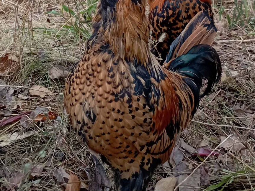 Петушок Павловское золото