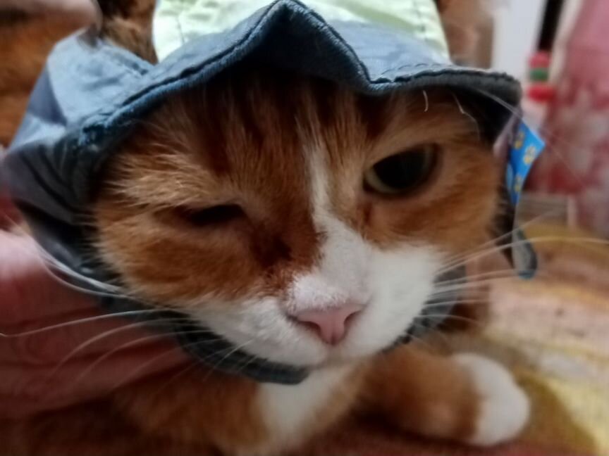 Шапочка для животных