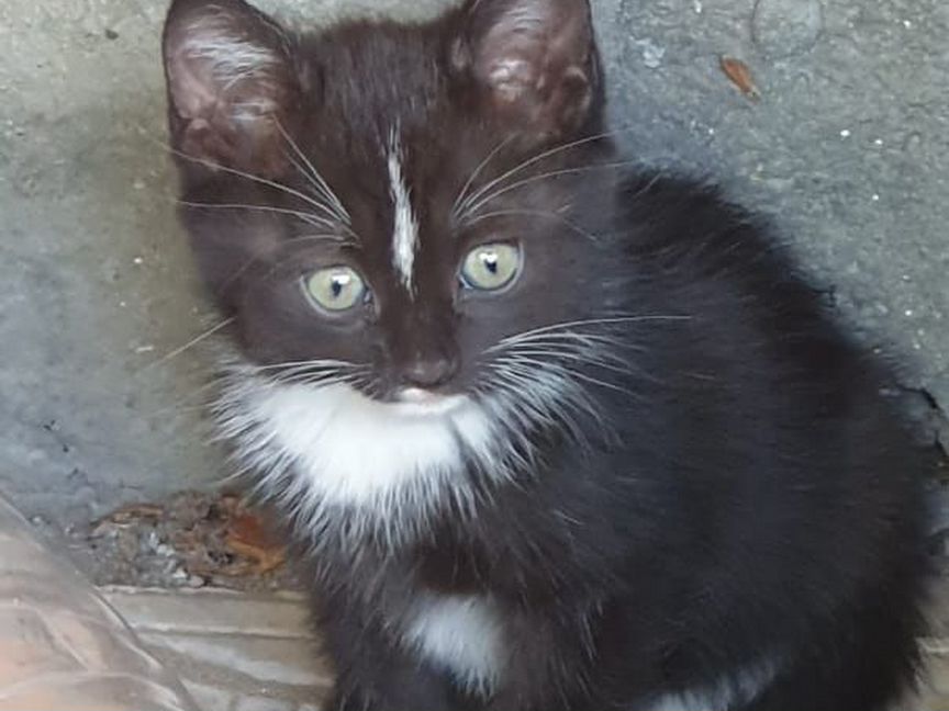 Котенок (мальчик) 2 месяца черно-белый