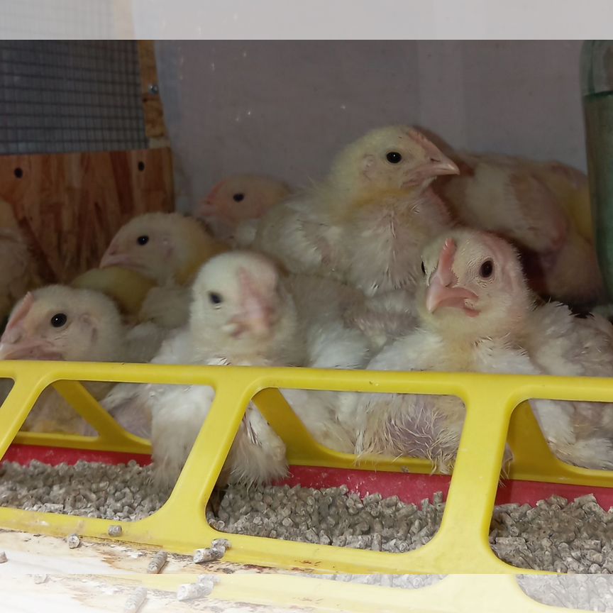 Бройлер подрощенный