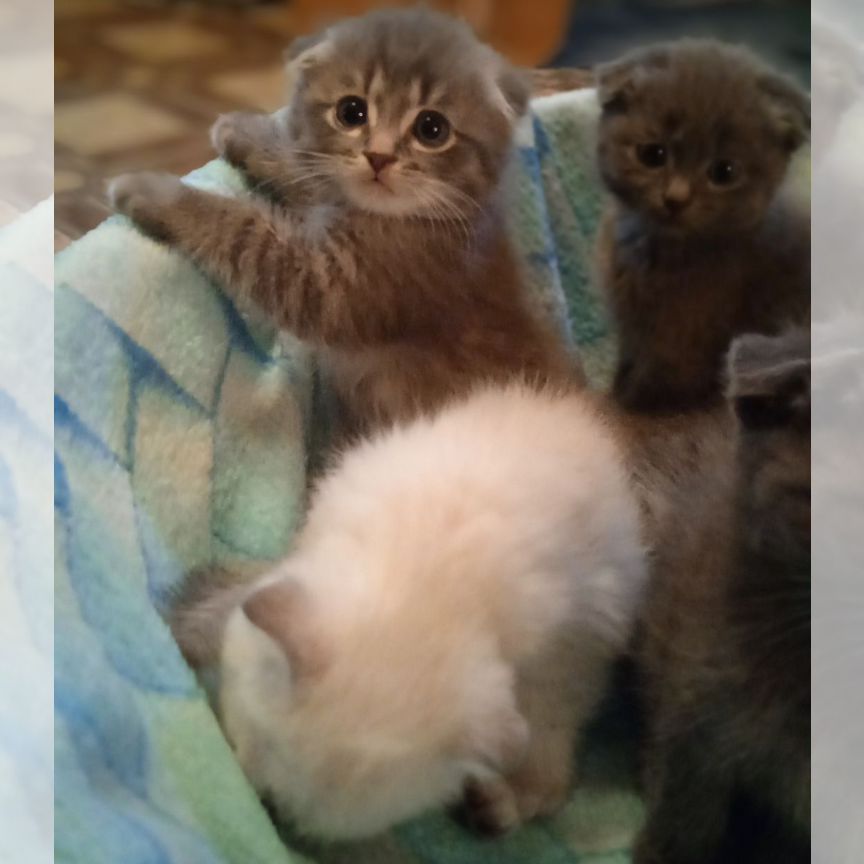 Шотландские вислоухие котята