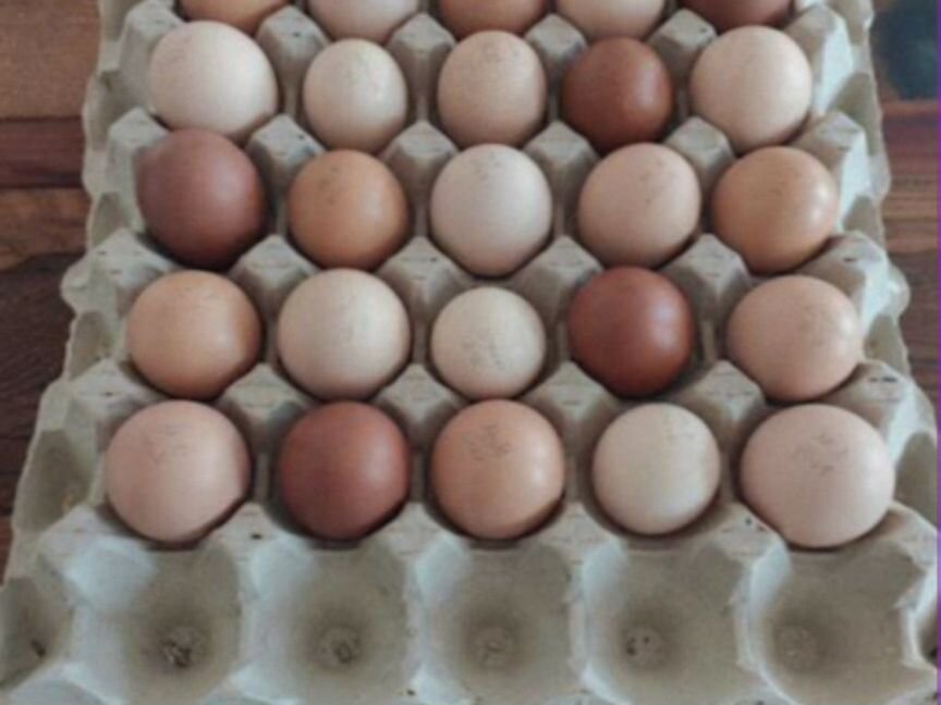 Яйца инкубационные для птицеводства