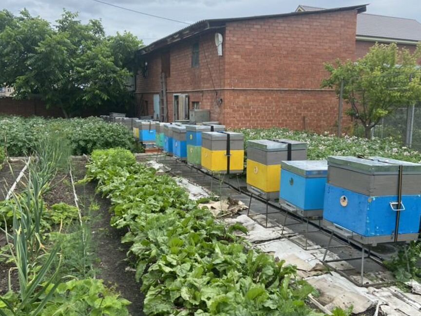 Ульи для пчел из ппу с пчелами