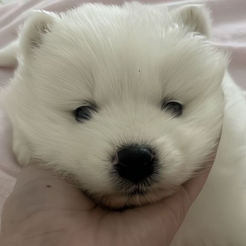 Самоедская собака, щенок