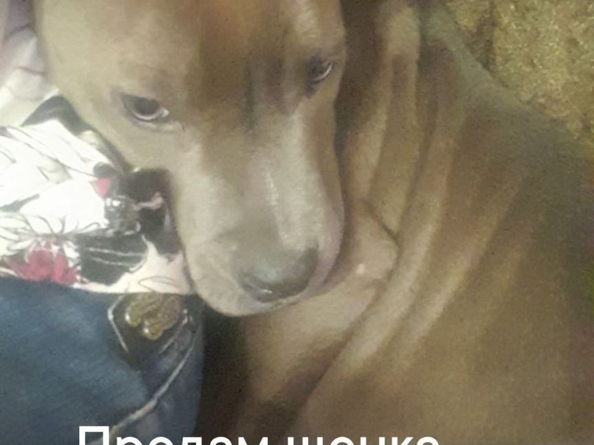 Питбуль