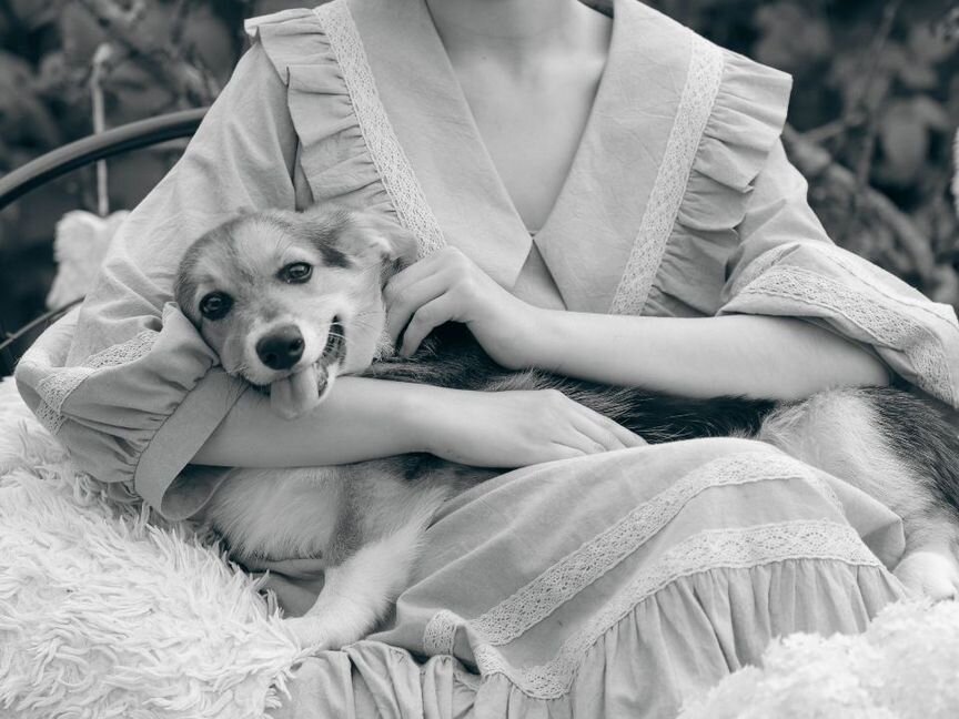 Вельш-корги пемброк триколор