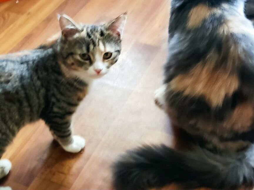 Котята в добрые руки, девочки все две,трёх цветки