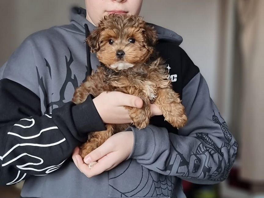 Мальтипу мальчик