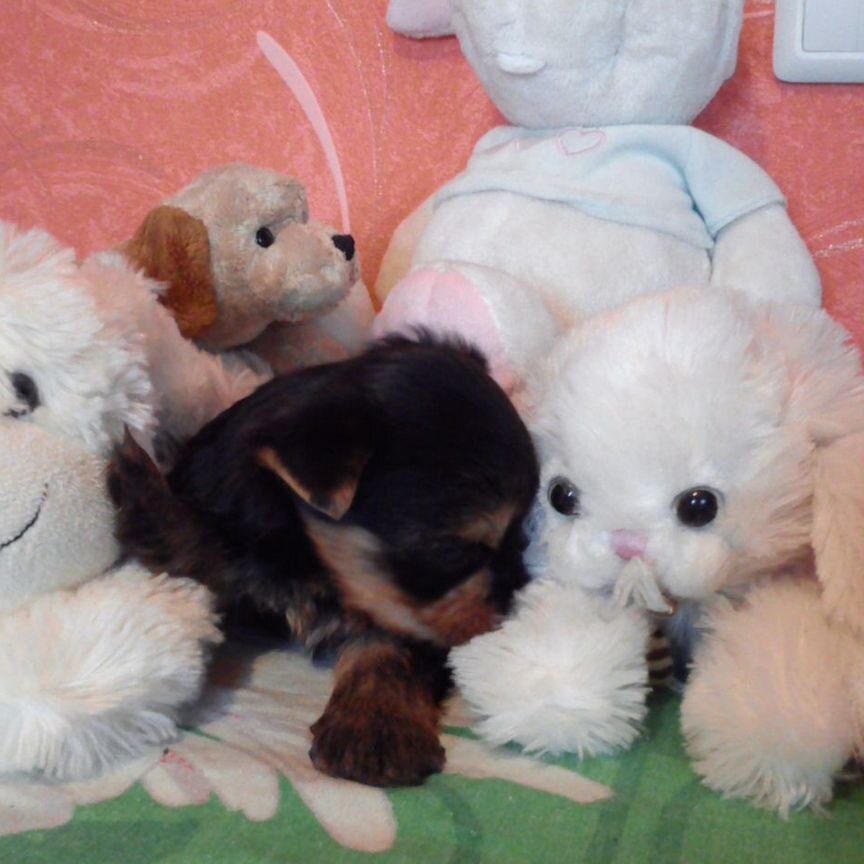 Йоркширский терьер, щенок