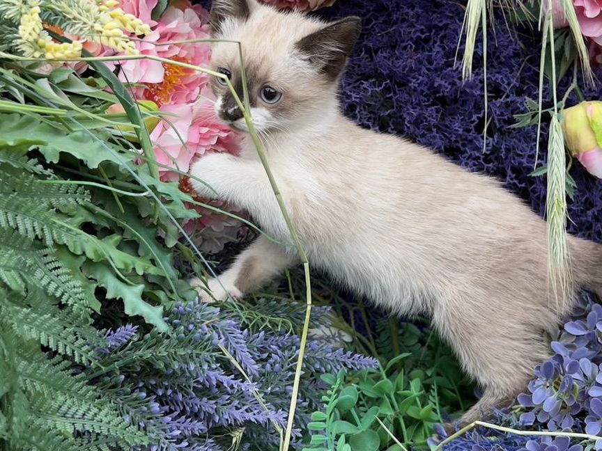 Кошка красотка