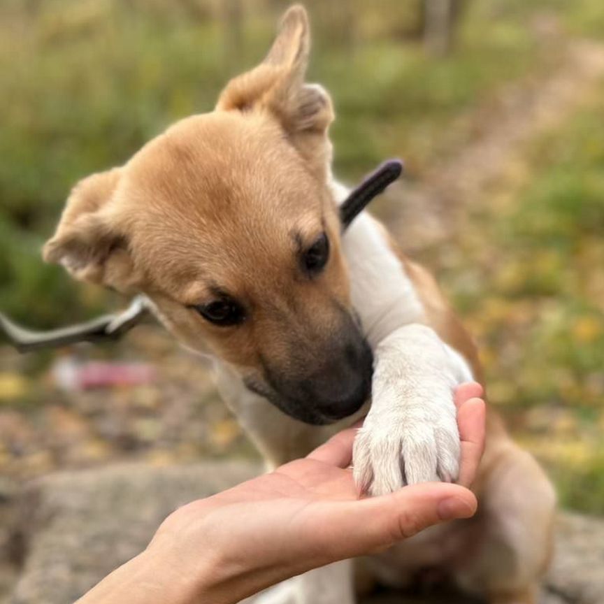 Собака в добрые руки