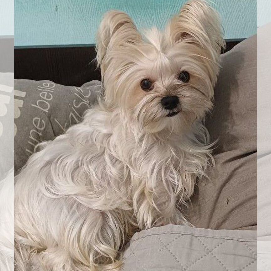 Йоркширский терьер, взрослый пёс