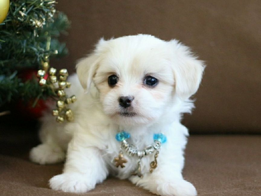 Сладкие детки бишончики