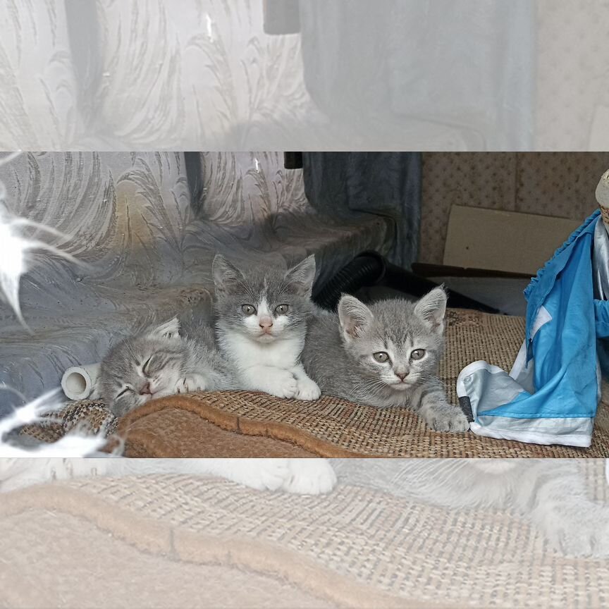 Котята в добрые руки