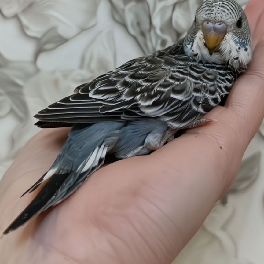 Птенцы. Волнистый попугай