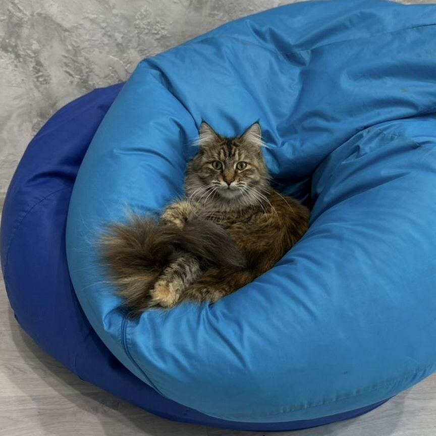 Мейн-кун, взрослая кошка