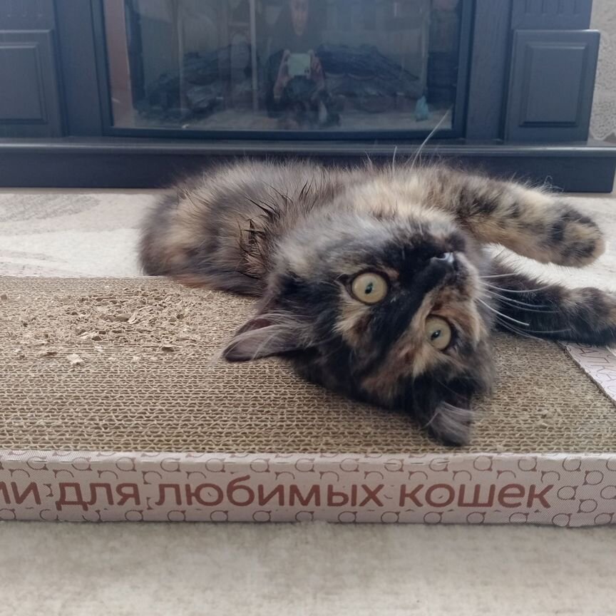 Котенок