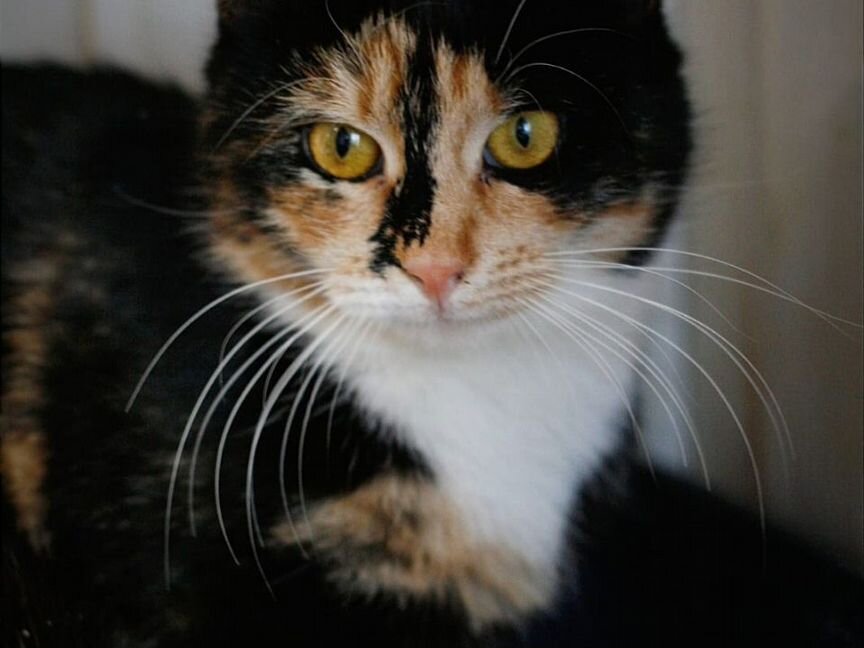 Кошка