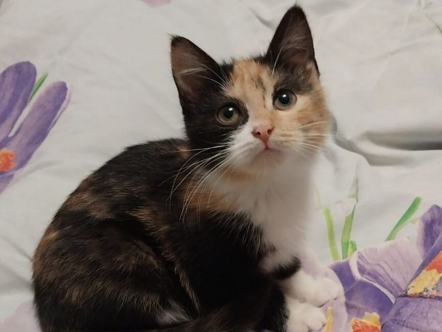 Красивая девочка ищет дом