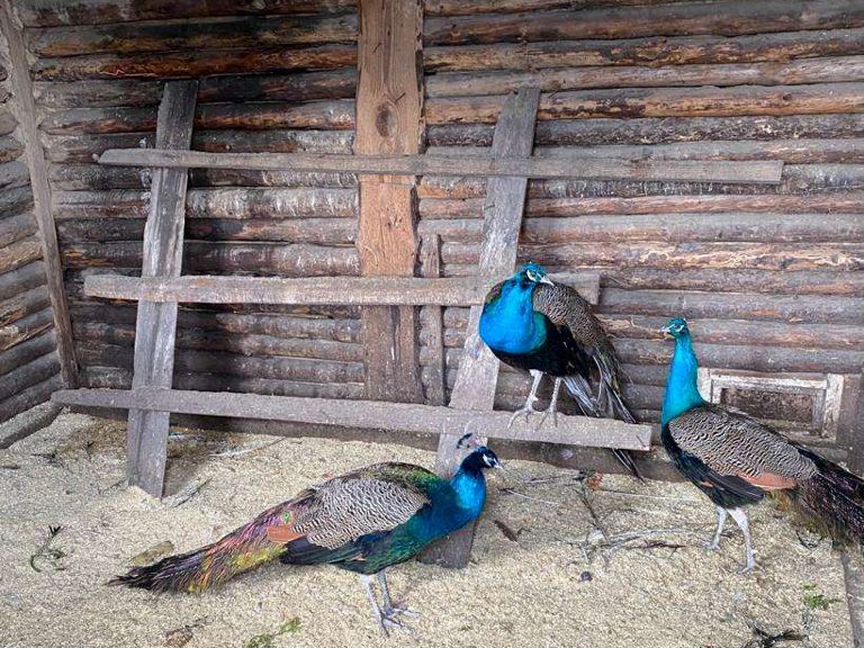 Продам Индийского Павлина