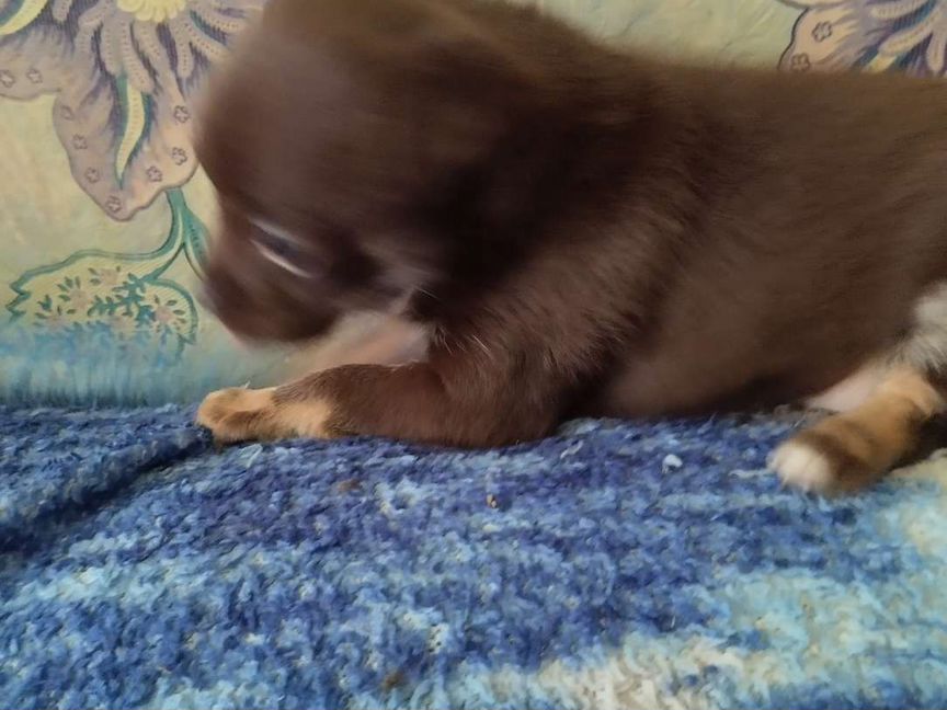 Щенки мини той терера