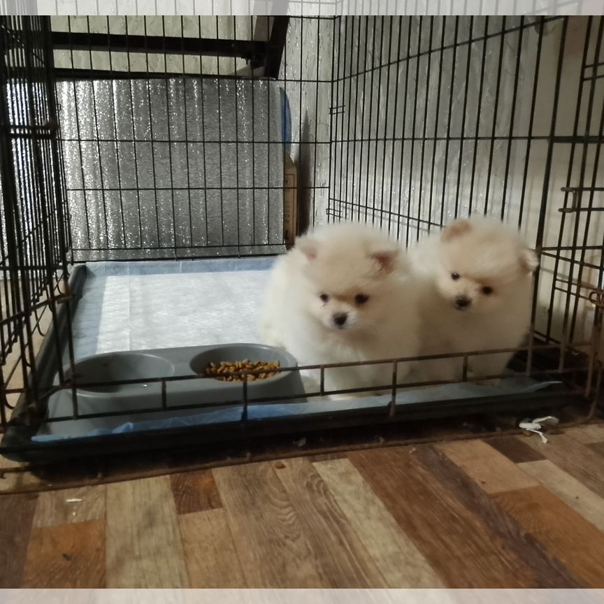 Померанский шпиц, щенок