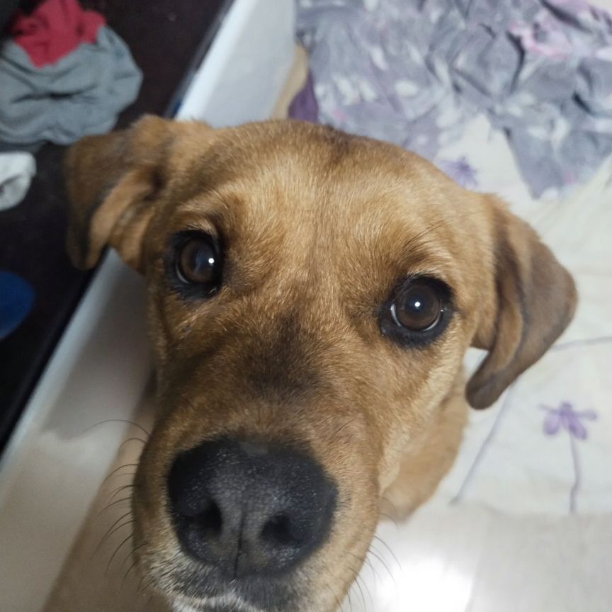 Ищу передержку собака в добрые руки