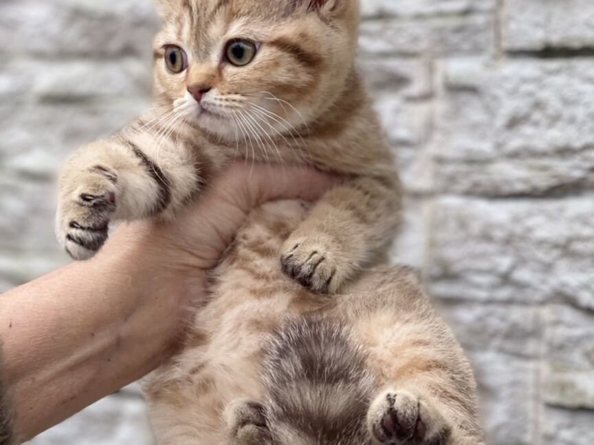 Шотландские котята